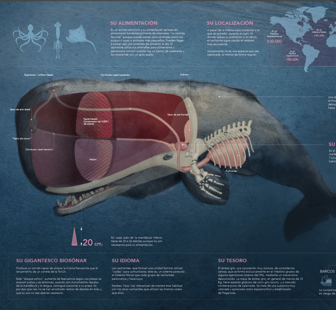 Infografía cachalote – Physeter macrocephalus - SOMOS VISUALES ...